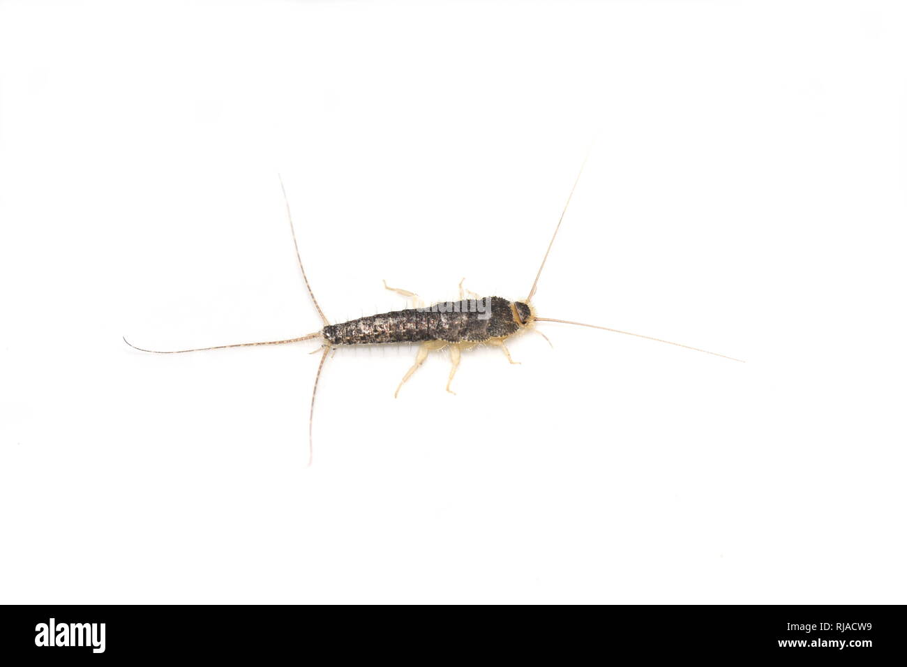 Closeup of long tailed gray silverfish Ctenolepisma longicaudata ...