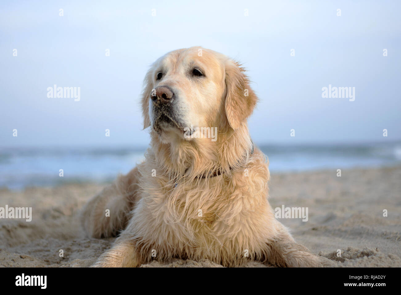 A golden labrador guide dog hi-res stock photography and images - Alamy