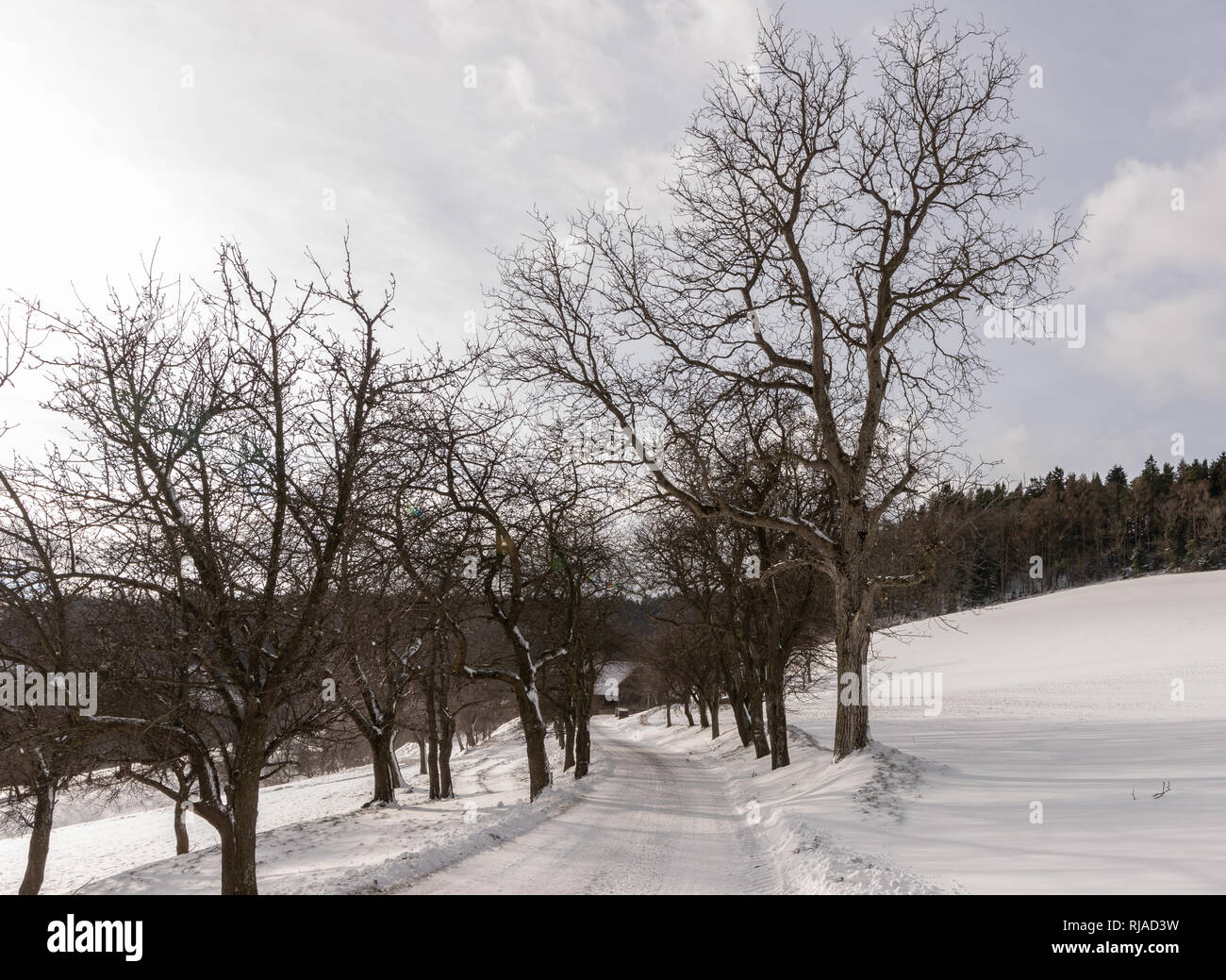 snowy alley road,tracks towards a farm,rural idyllic winter landscape ...