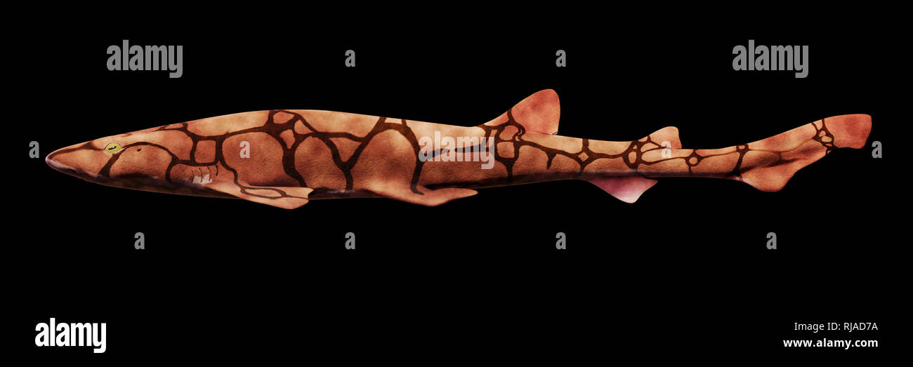chain catshark (Scyliorhinus retifer) small ground shark species in the ...