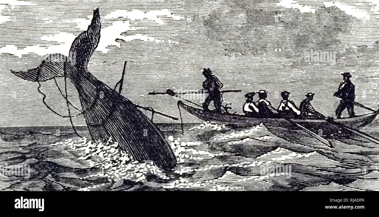 Harpoon 19th century hi-res stock photography and images - Alamy