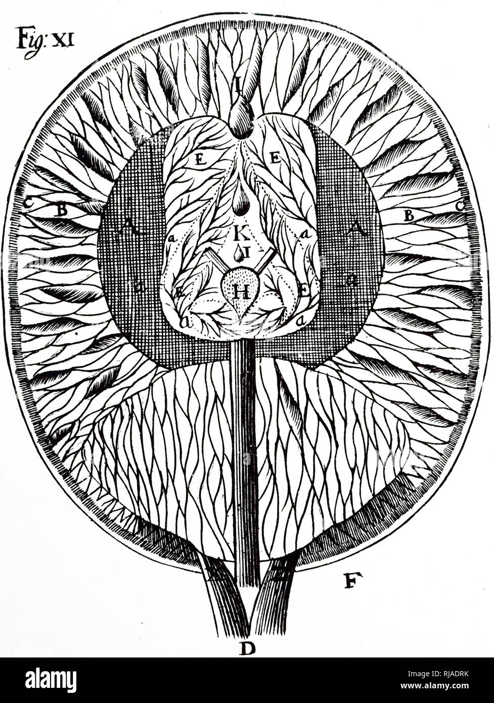 An engraving depicting Descartes' drawing of the human brain. Dated ...