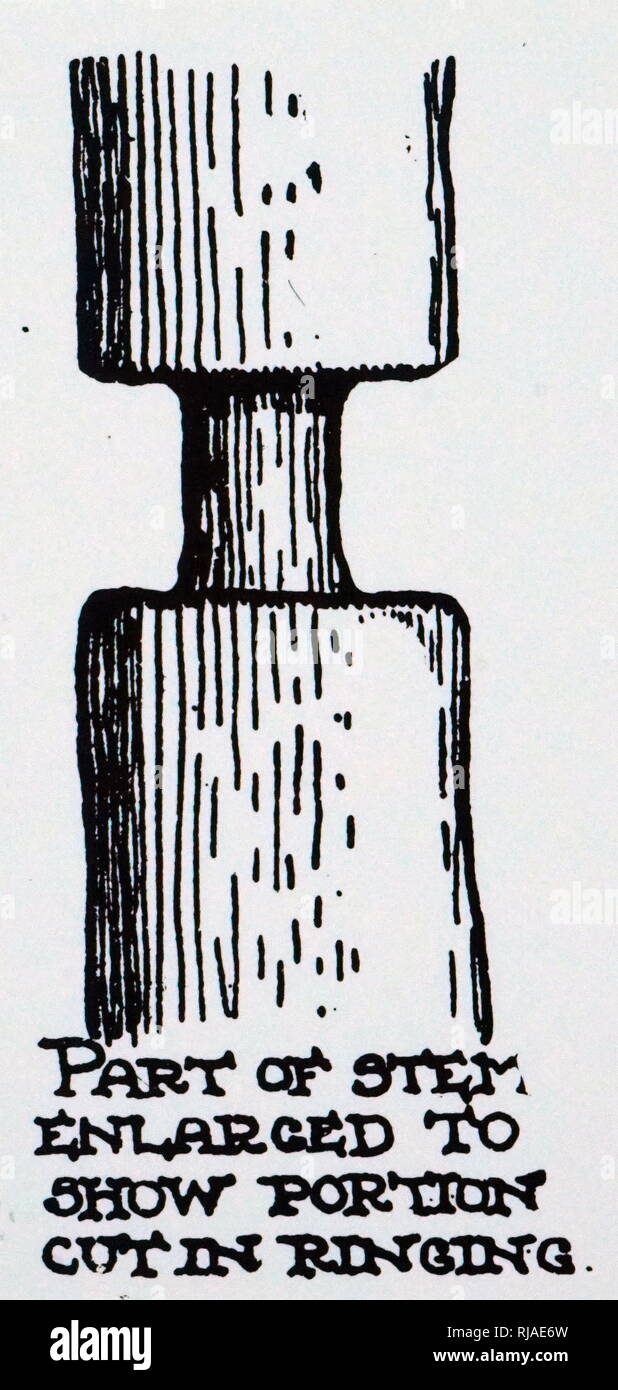 Air layering hi-res stock photography and images - Alamy