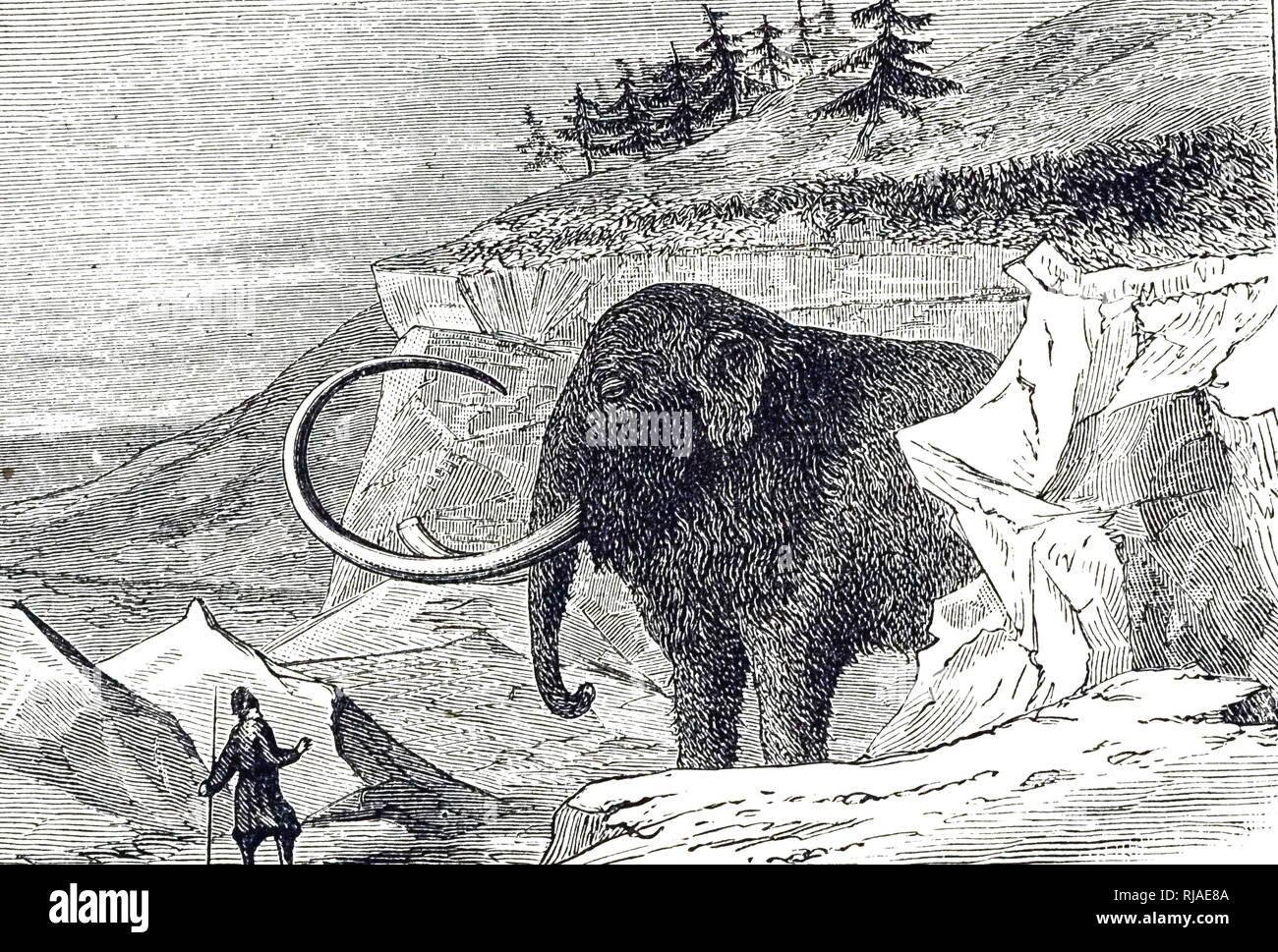 Woolly mammoth drawing hi-res stock photography and images - Alamy