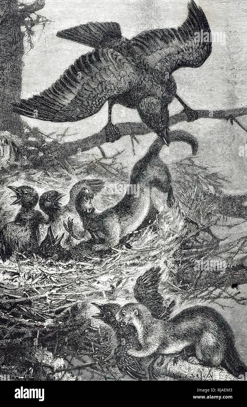 An engraving depicting a crow defending its nest against martens. Dated ...