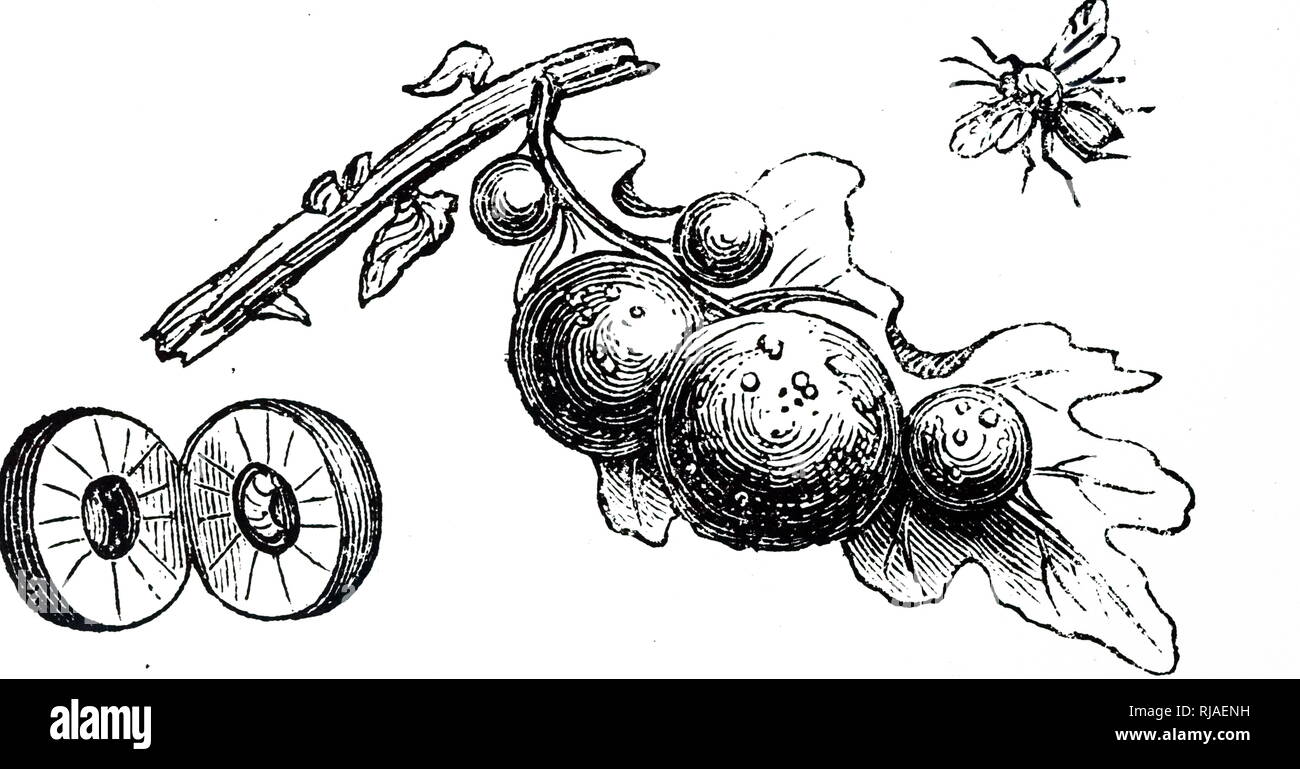 A woodcut engraving depicting oak apples and gall wasp responsible for ...