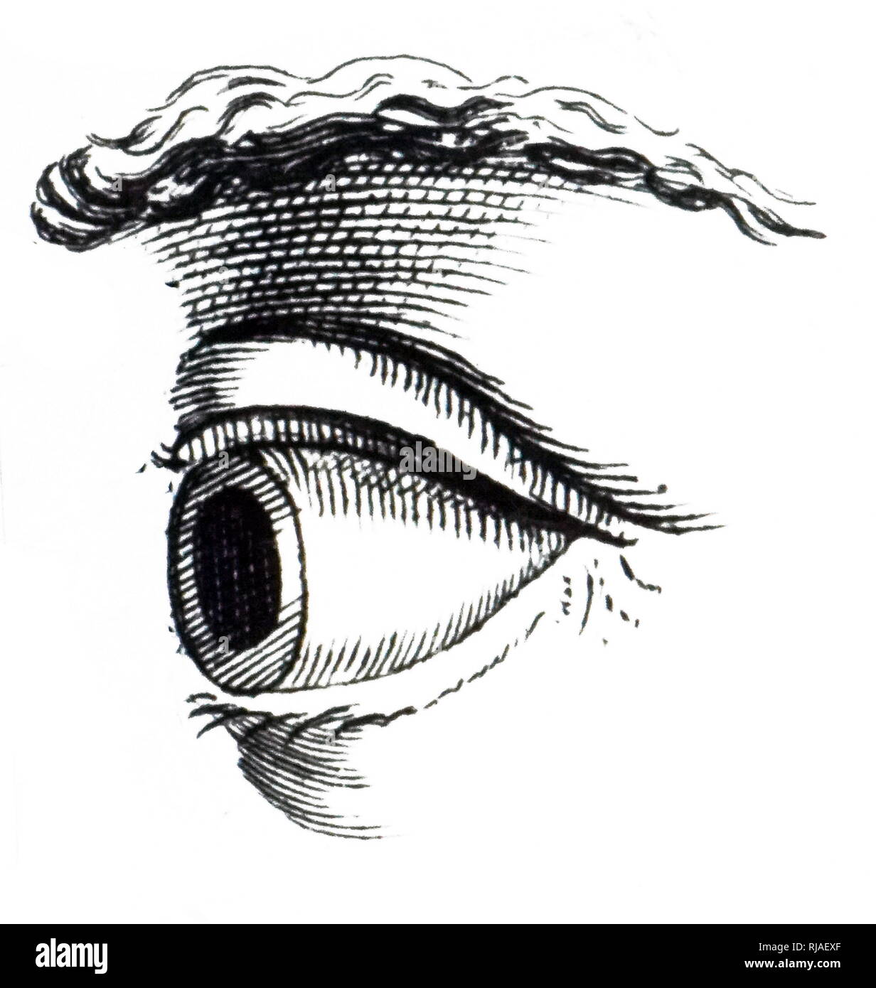 An engraving depicting a human eye. Dated 19th century Stock Photo - Alamy