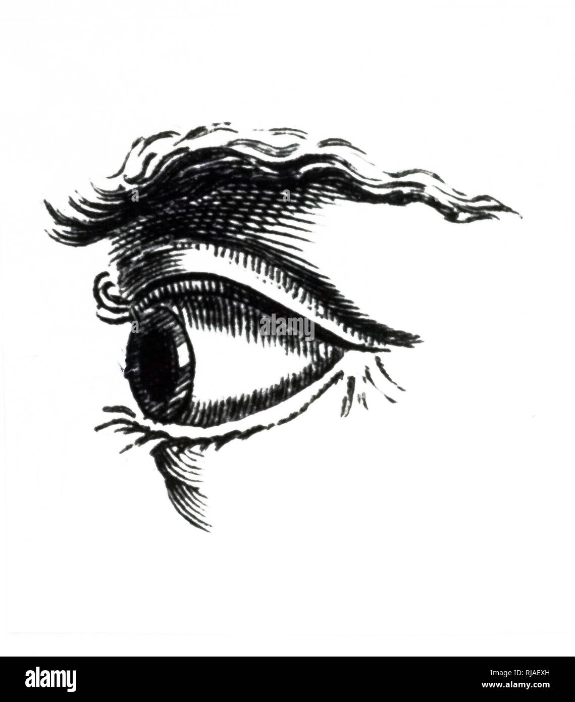 Human eye engraving hi-res stock photography and images - Alamy