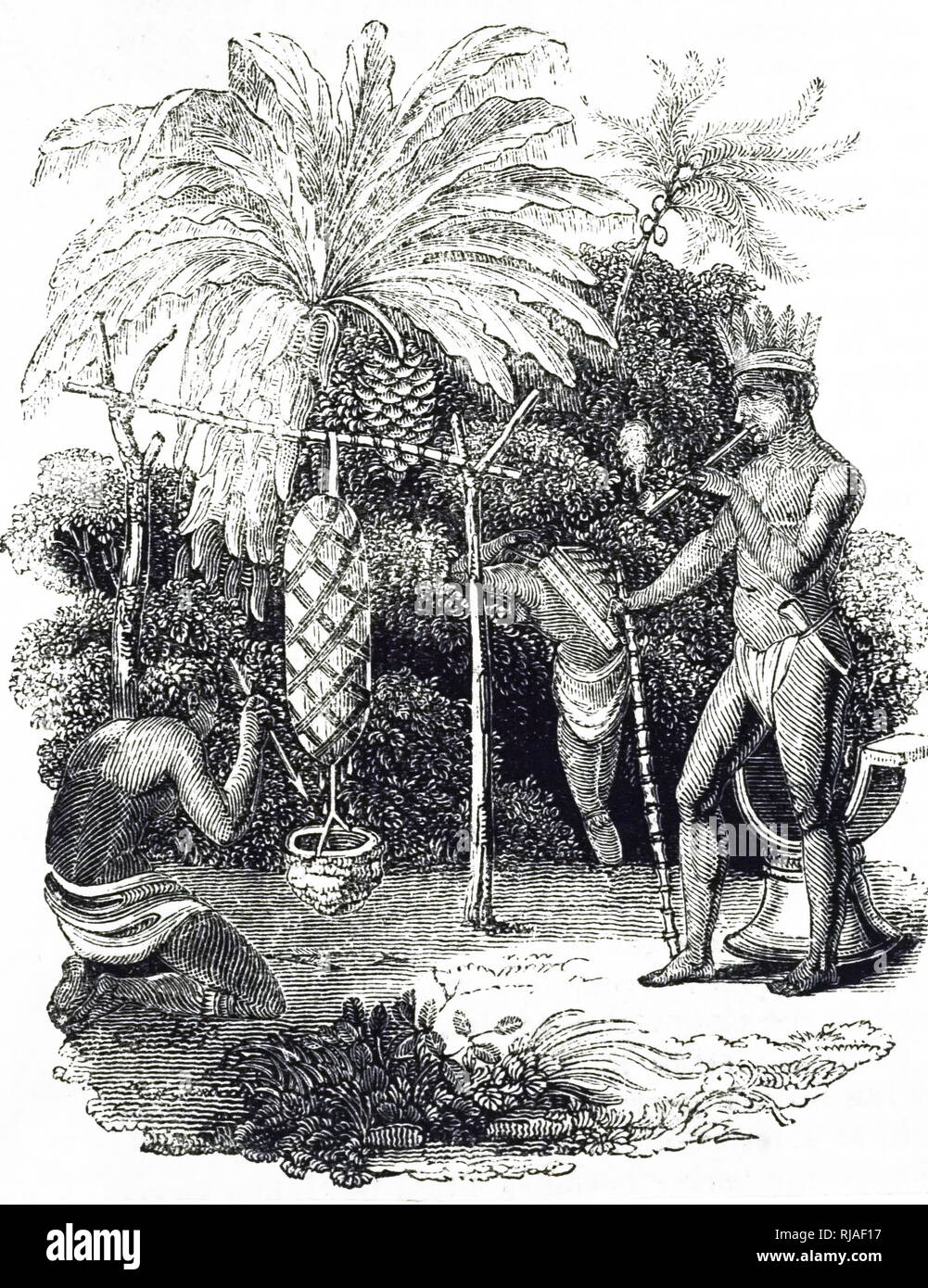 An engraving depicting Caribbean Indians preparing Cassava Root for use ...