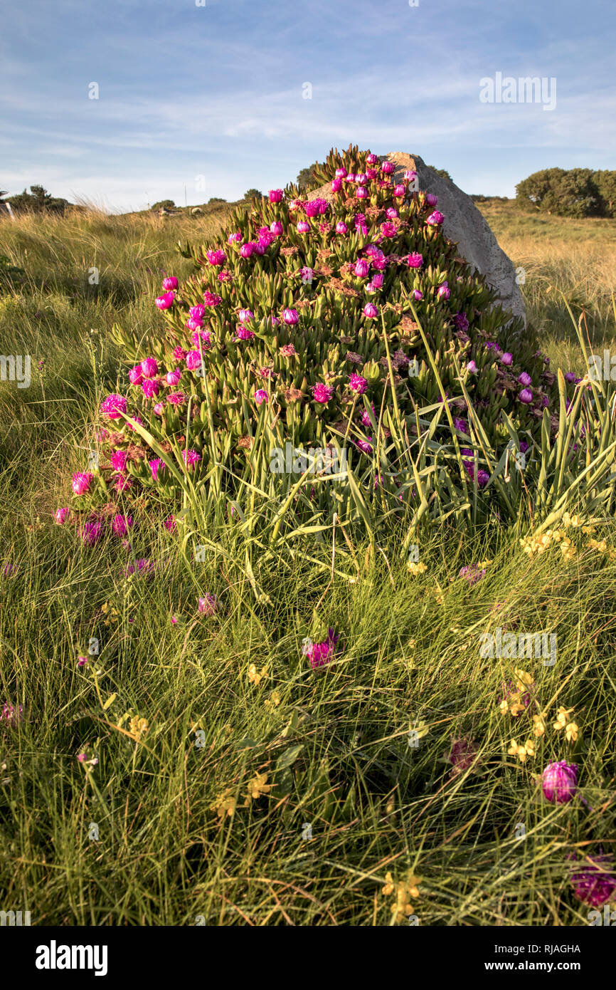 Pig face flowers hi-res stock photography and images - Alamy