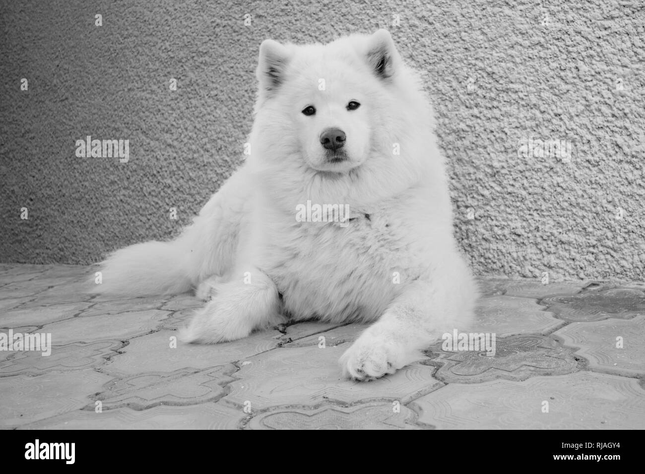 a portrait of the Samoyed Stock Photo - Alamy