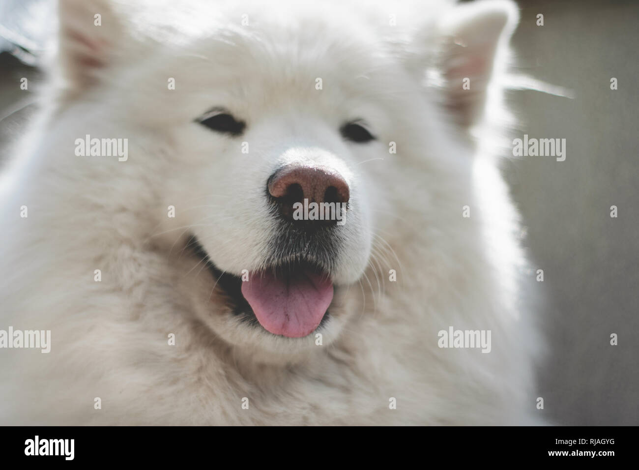 a portrait of the Samoyed Stock Photo - Alamy