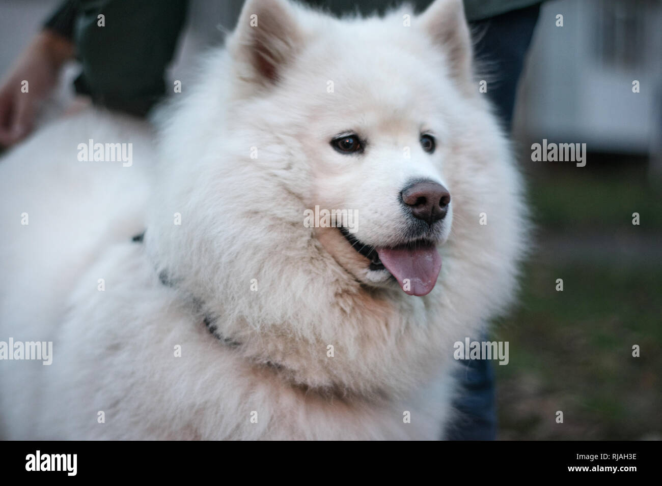 a portrait of the Samoyed Stock Photo - Alamy