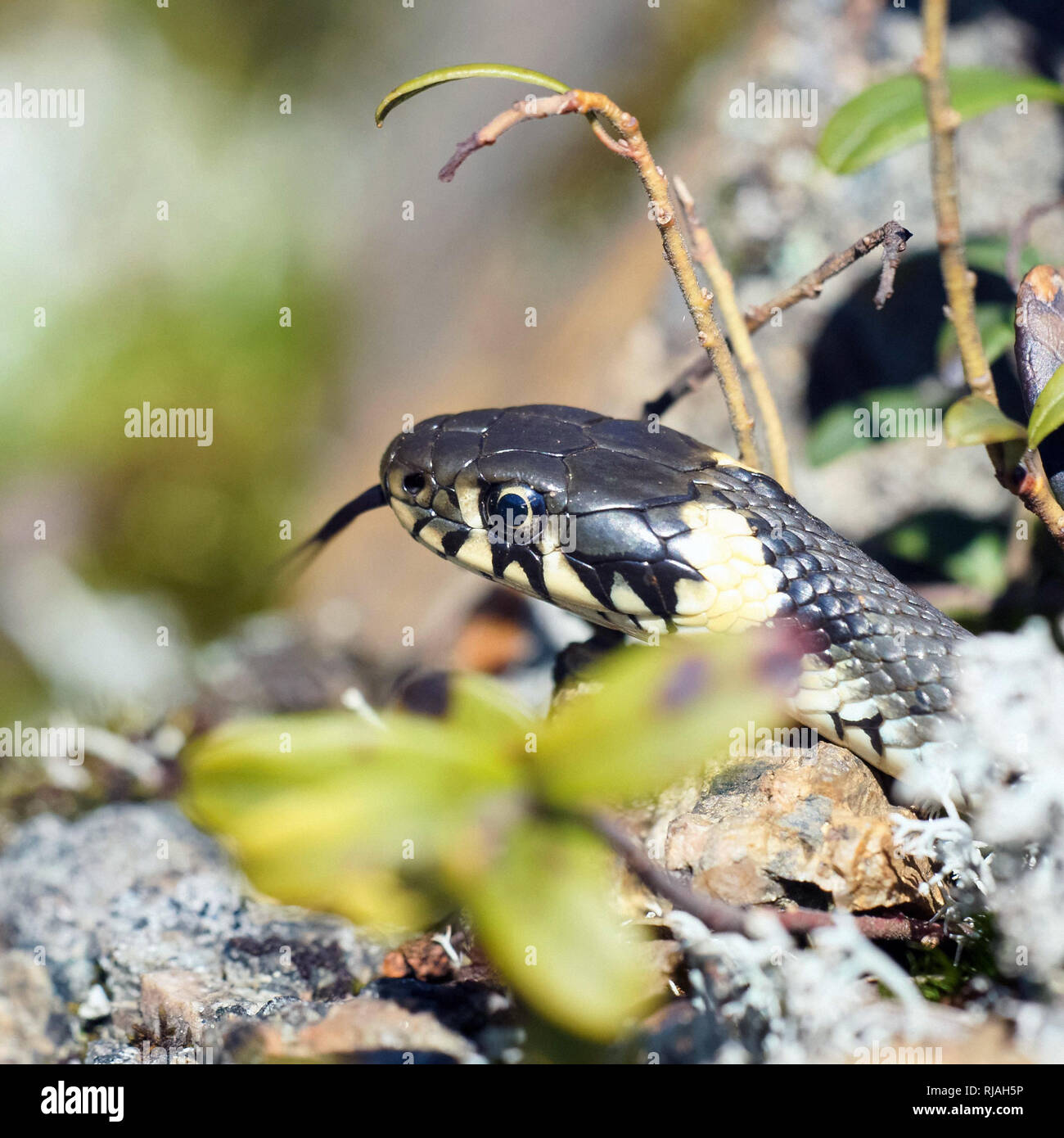 Non venomous snakes hi-res stock photography and images - Alamy