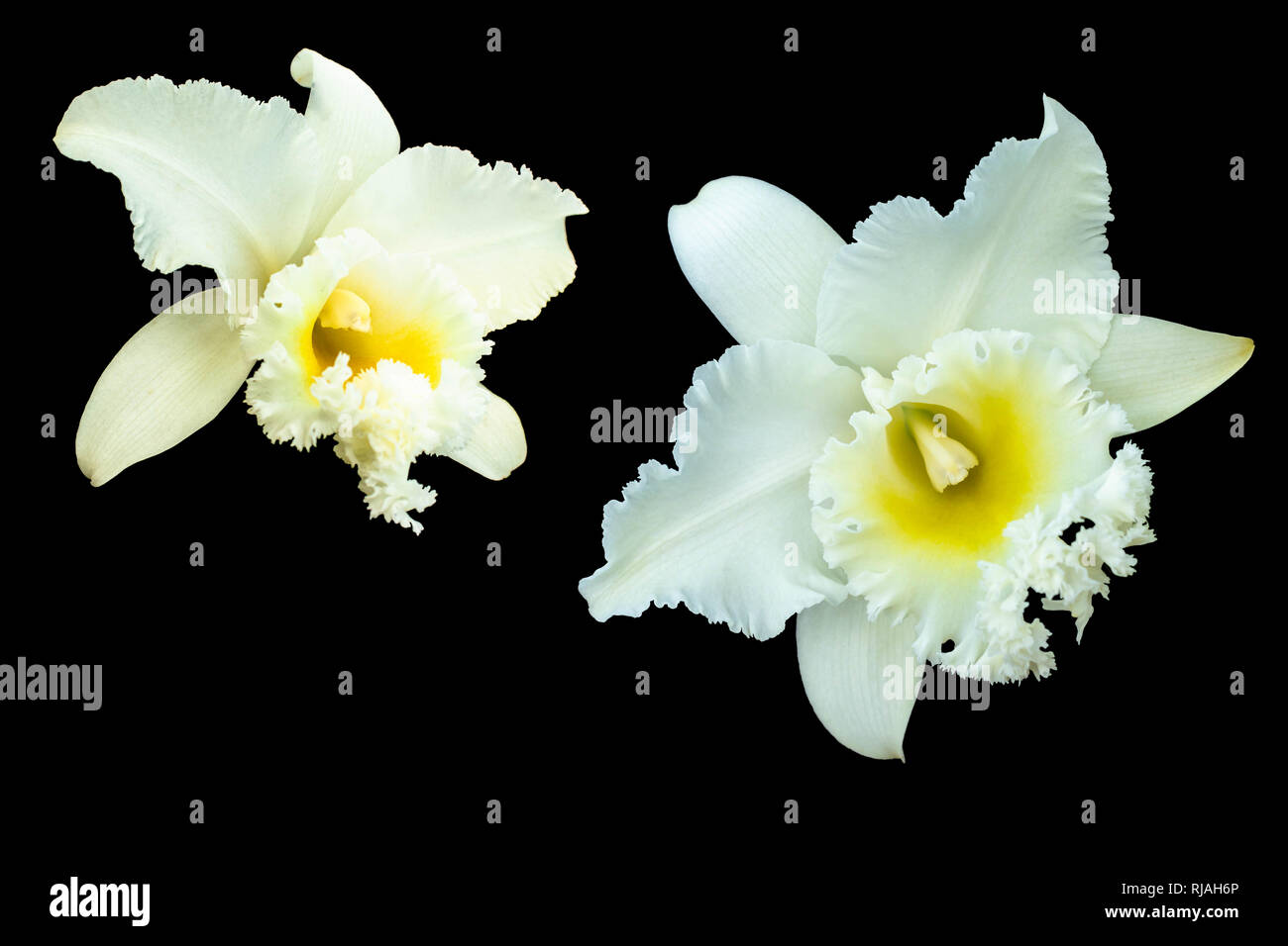 White cattleya orchid hi-res stock photography and images - Alamy