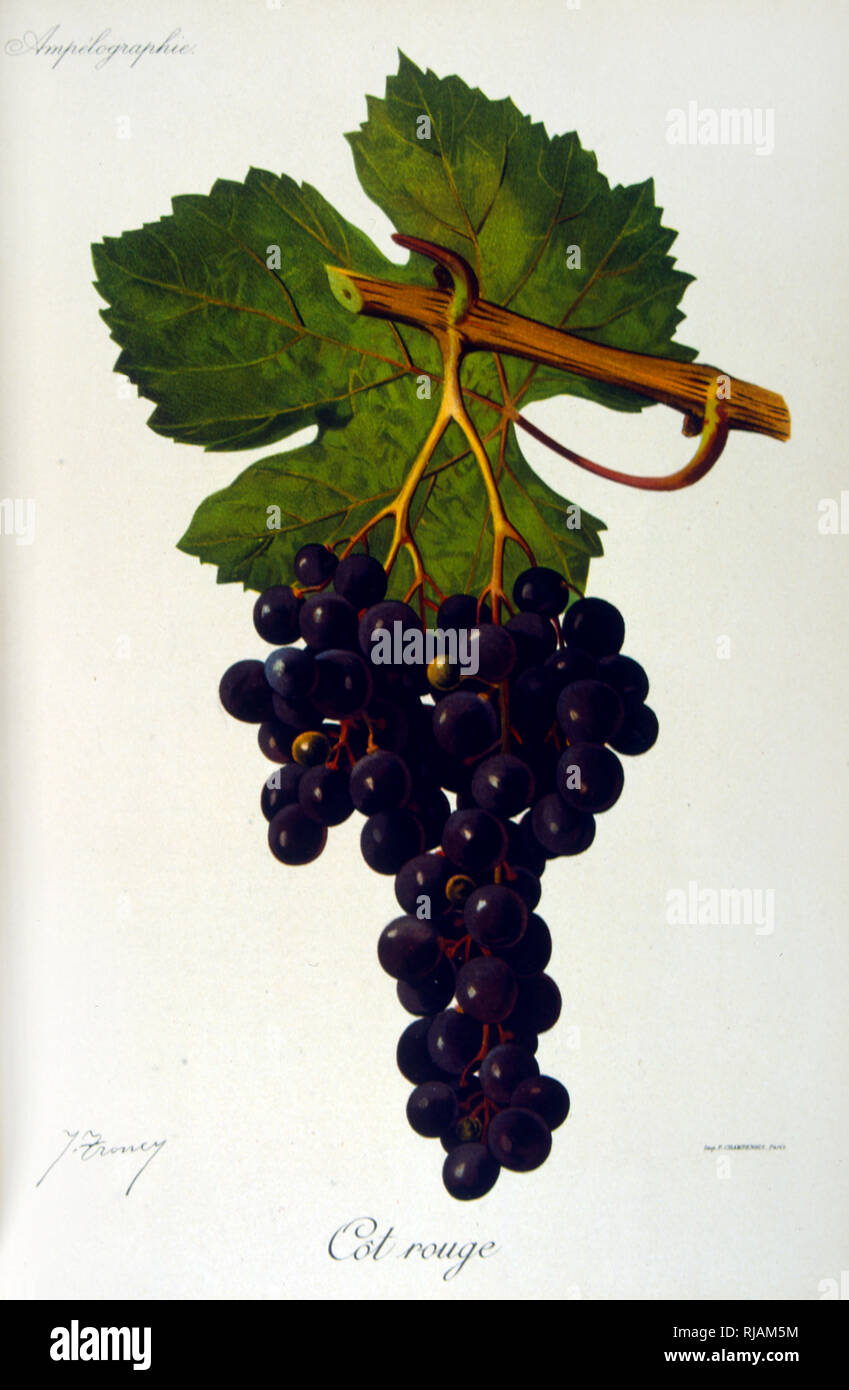 painted illustration of grapes from a viniculture manual (French), 1905 ...