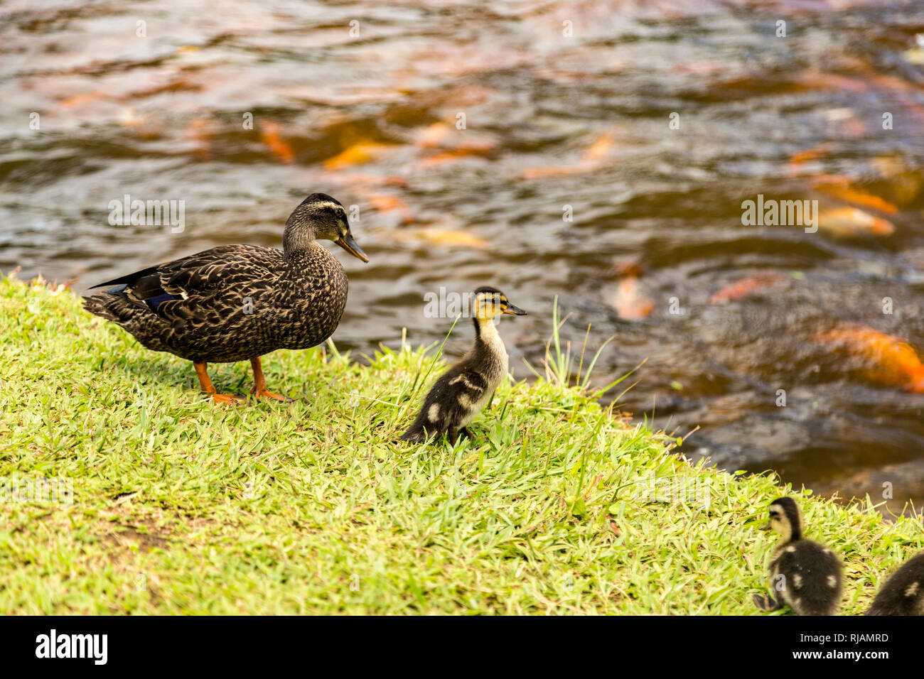 Mama duck with ducklings in Hoomaluhia Botanical Garden, Oahu, Hawaii ...