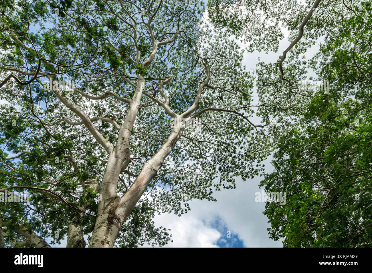 Tree leaves rustle in wind hi-res stock photography and images - Alamy