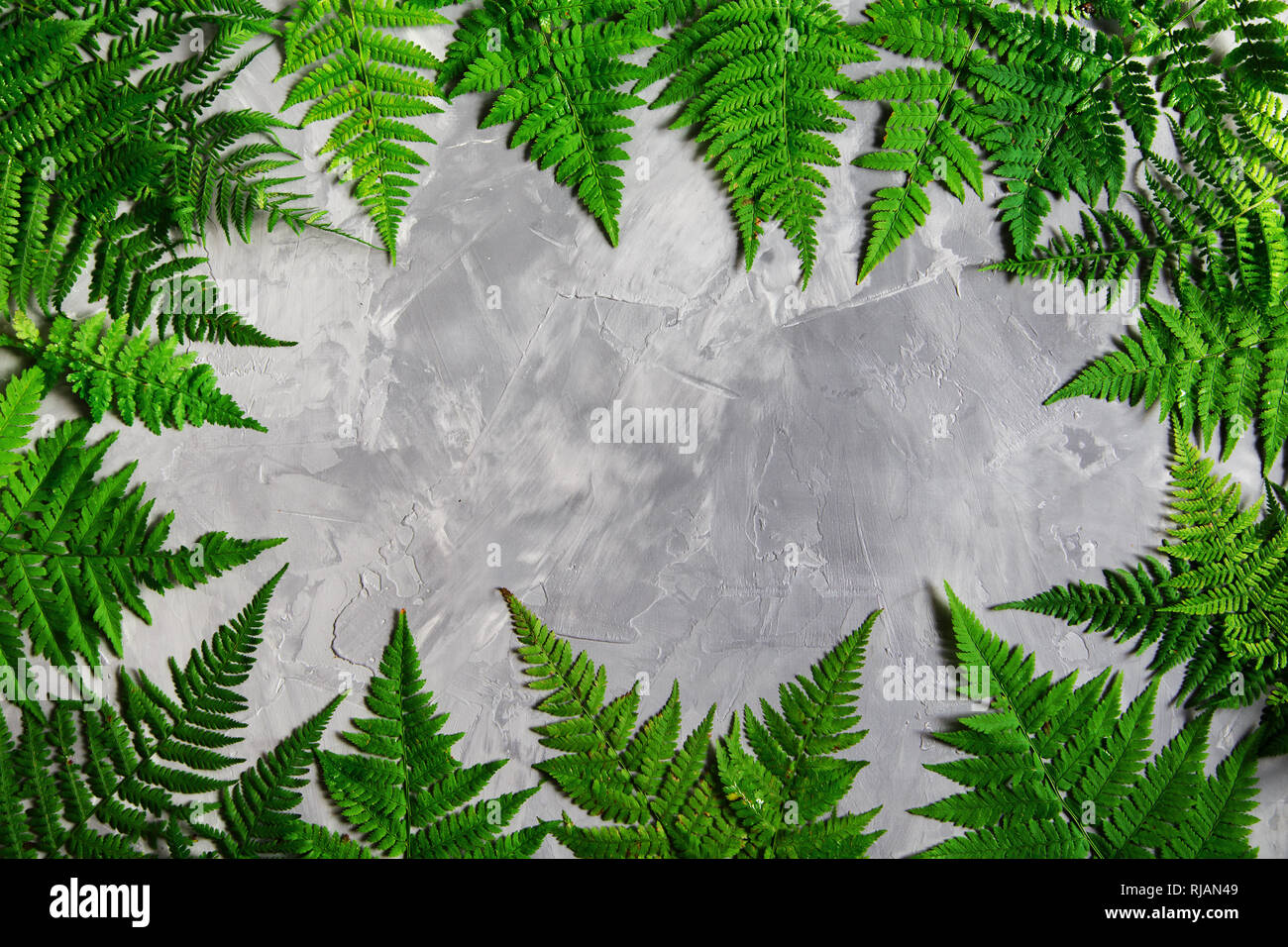 Gray background with a frame of fern leaves. Natural botanical ...