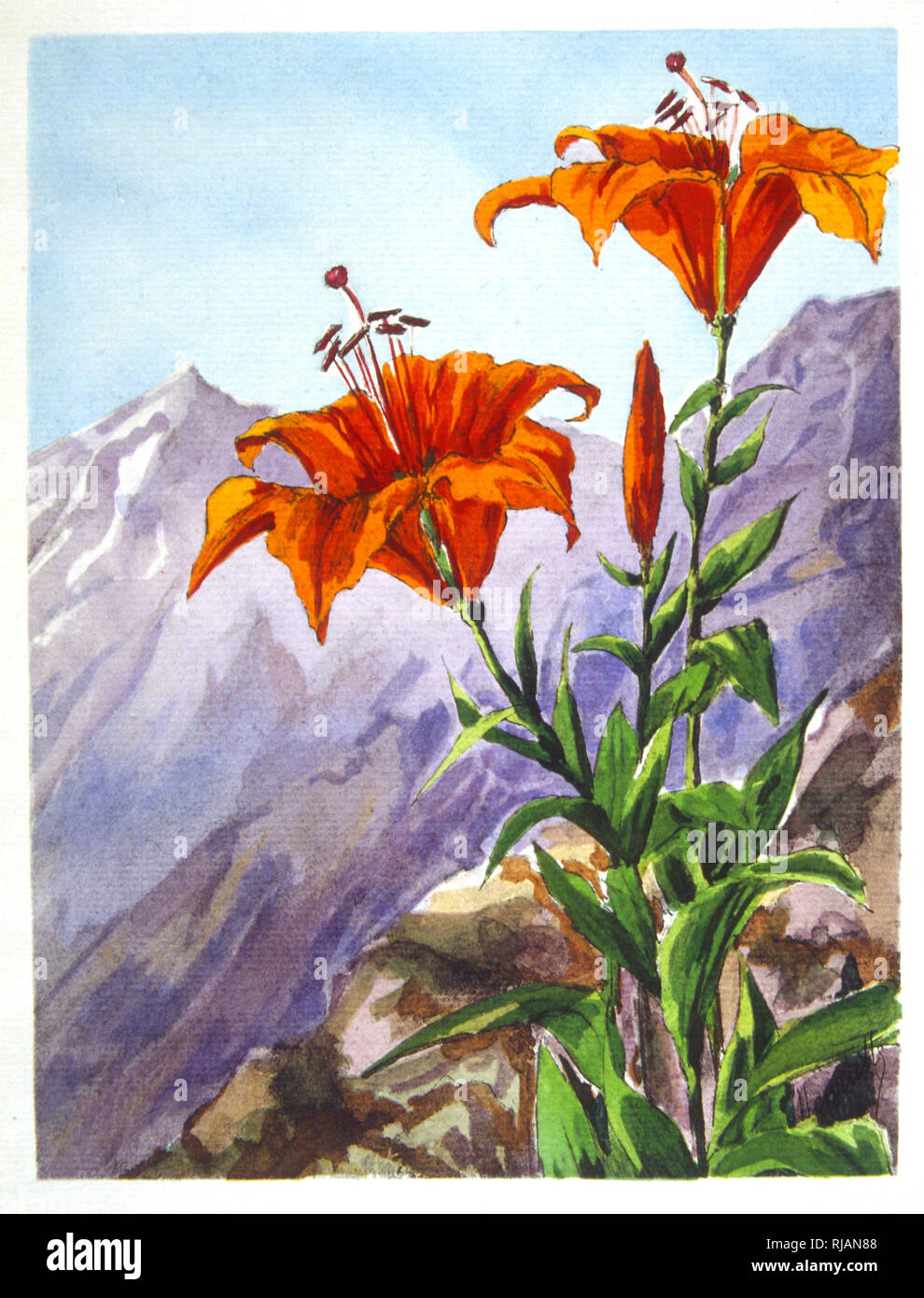 French illustration of Swiss alpine flowers. 1928 Stock Photo - Alamy