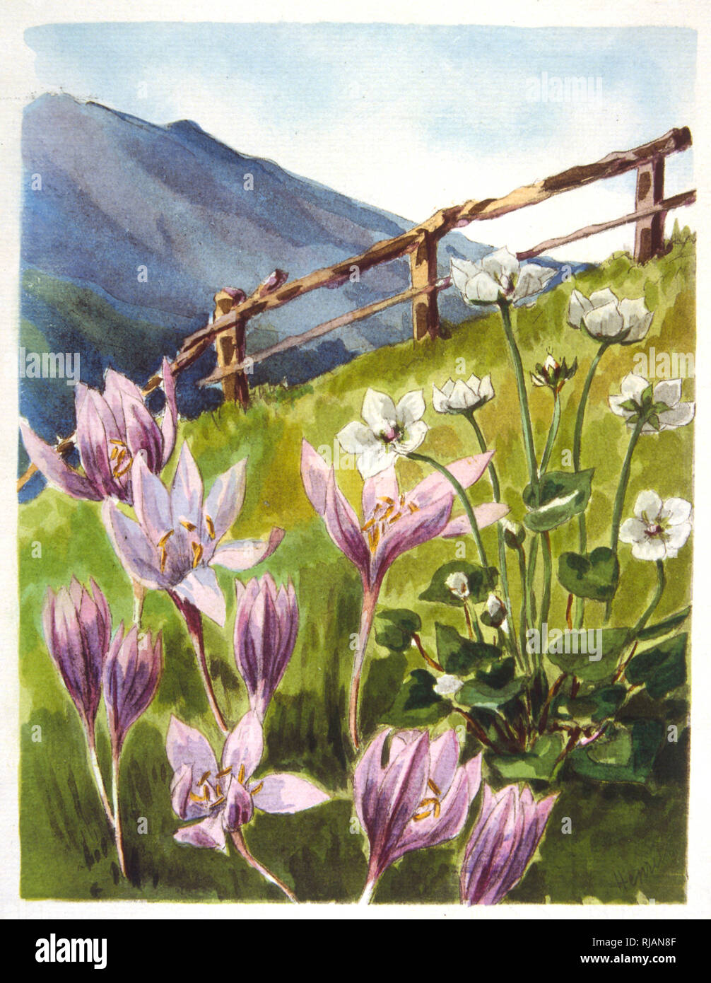 French illustration of Swiss alpine flowers. 1928 Stock Photo - Alamy