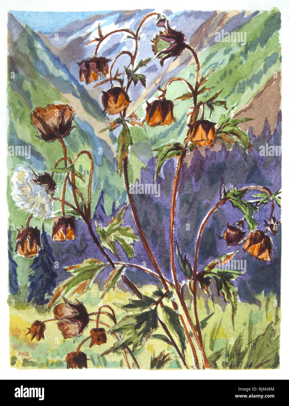 Swiss flowers hi-res stock photography and images - Alamy