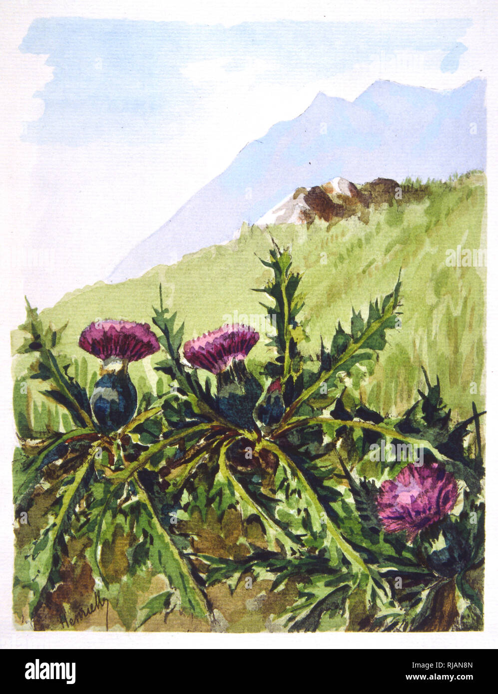 French illustration of Swiss alpine flowers. 1928 Stock Photo - Alamy