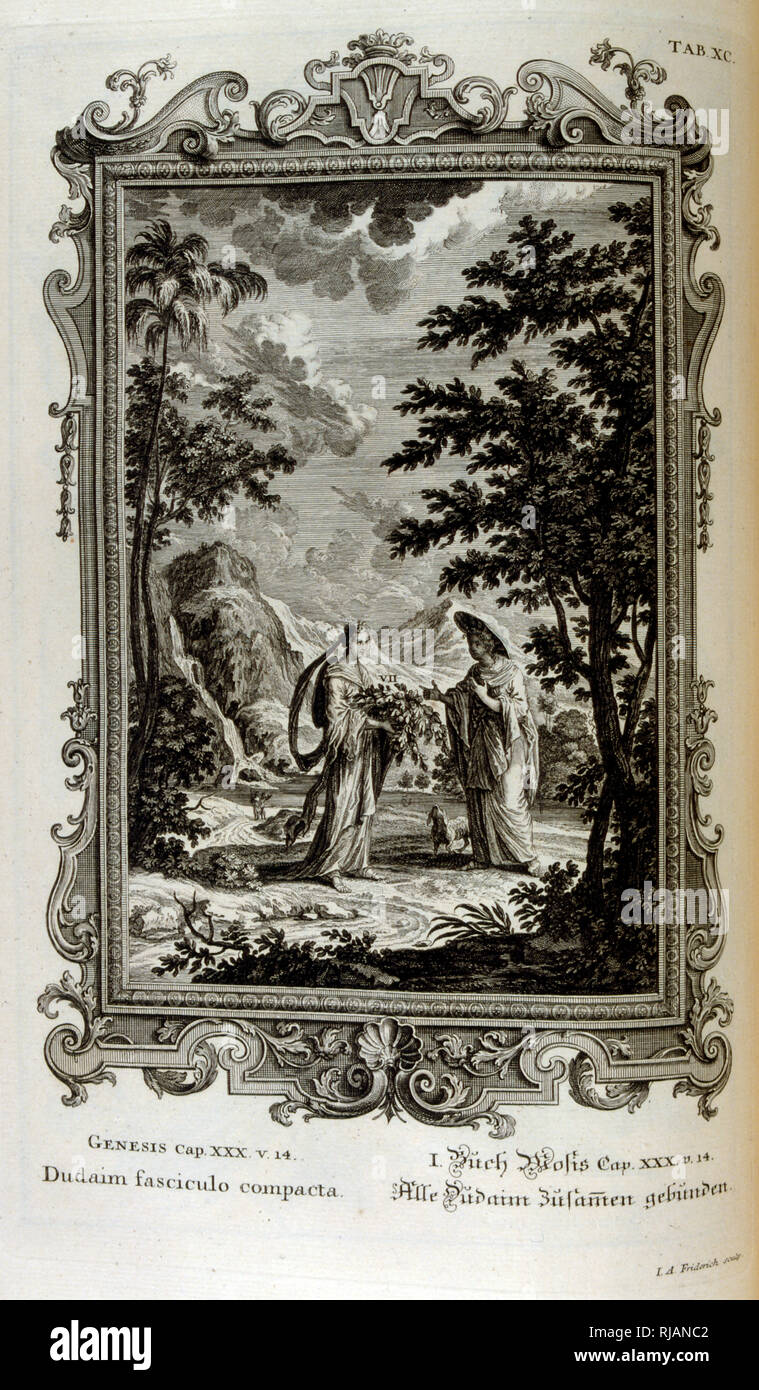 Biblical plants and fruits including mandrake and melon. From Physique ...