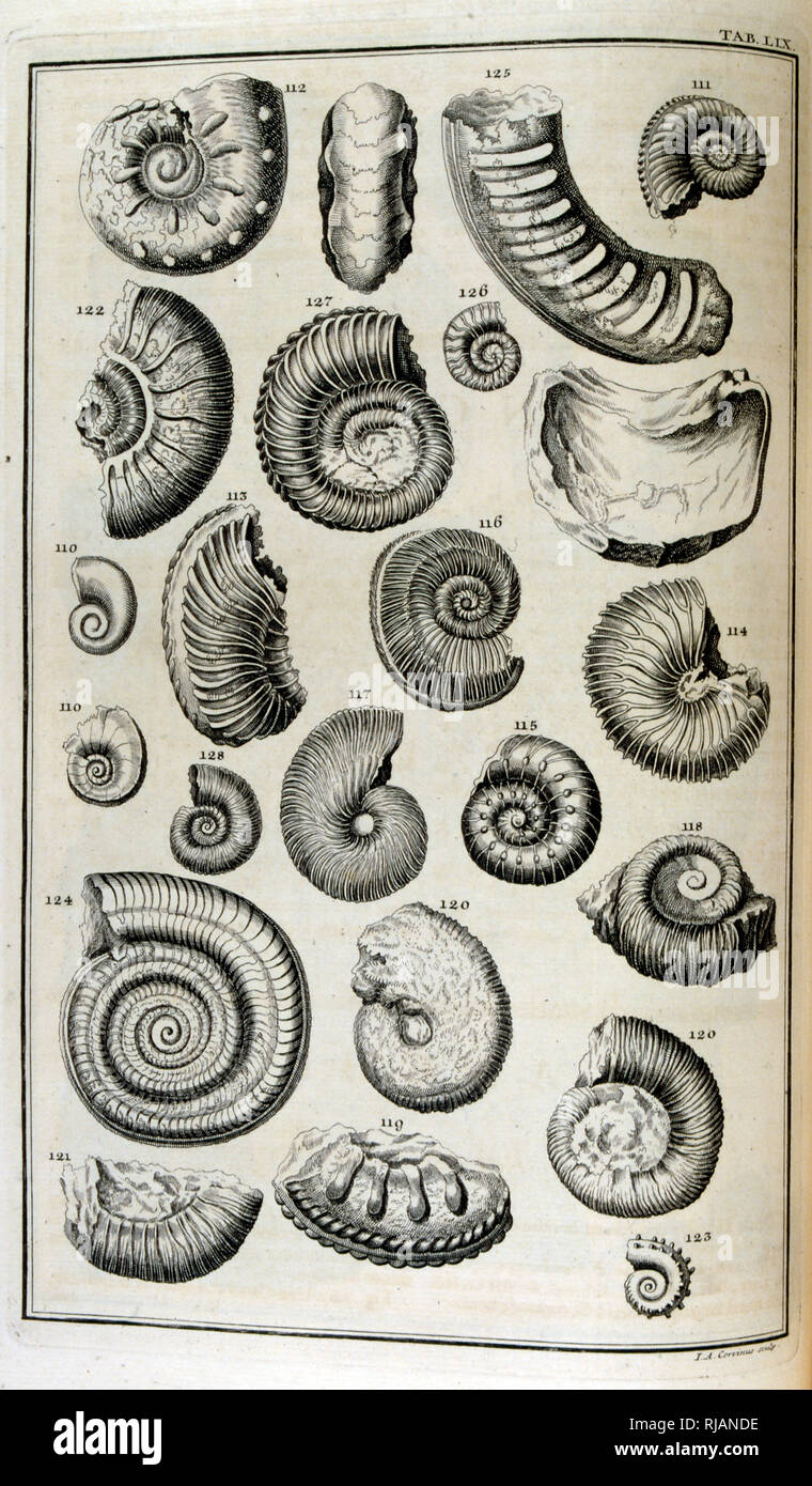 Fossilised remains of shells represented animals destroyed by the great ...