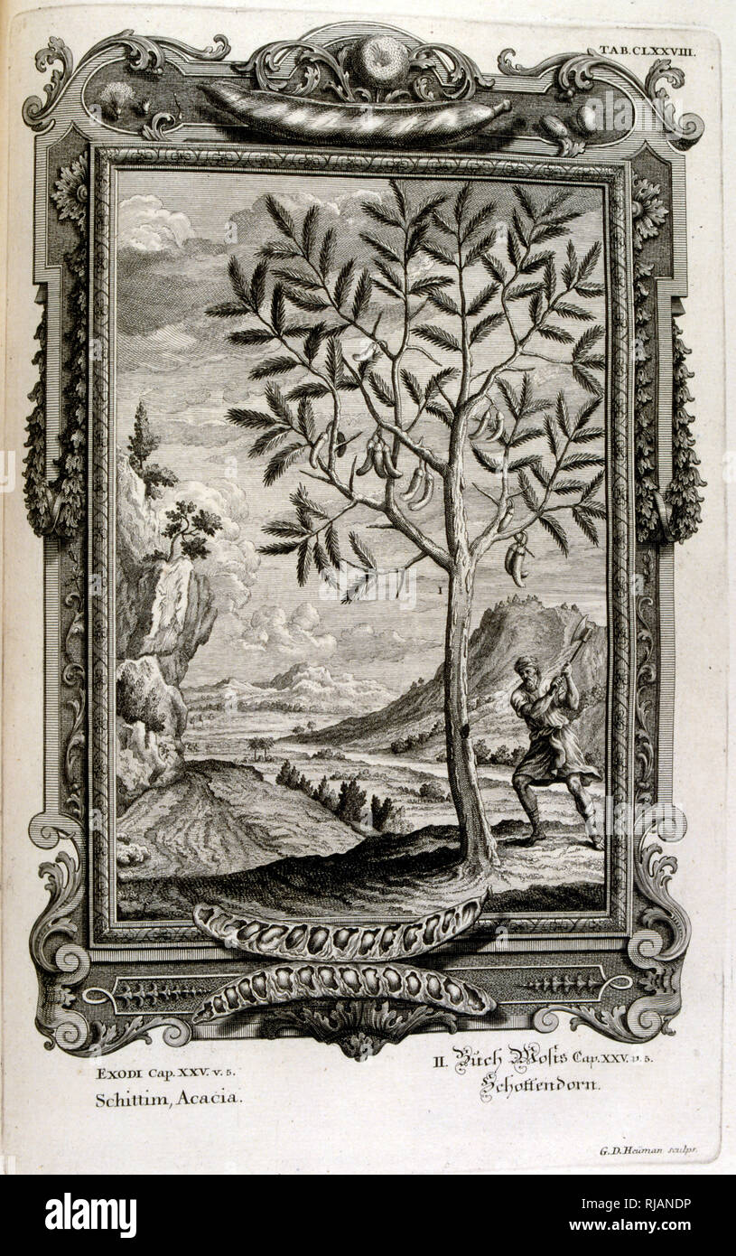 Sittim hi-res stock photography and images - Alamy