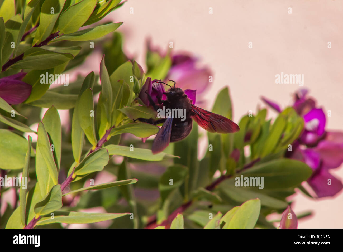 Xylocopa violacea, violet carpenter bee feeding Stock Photo - Alamy