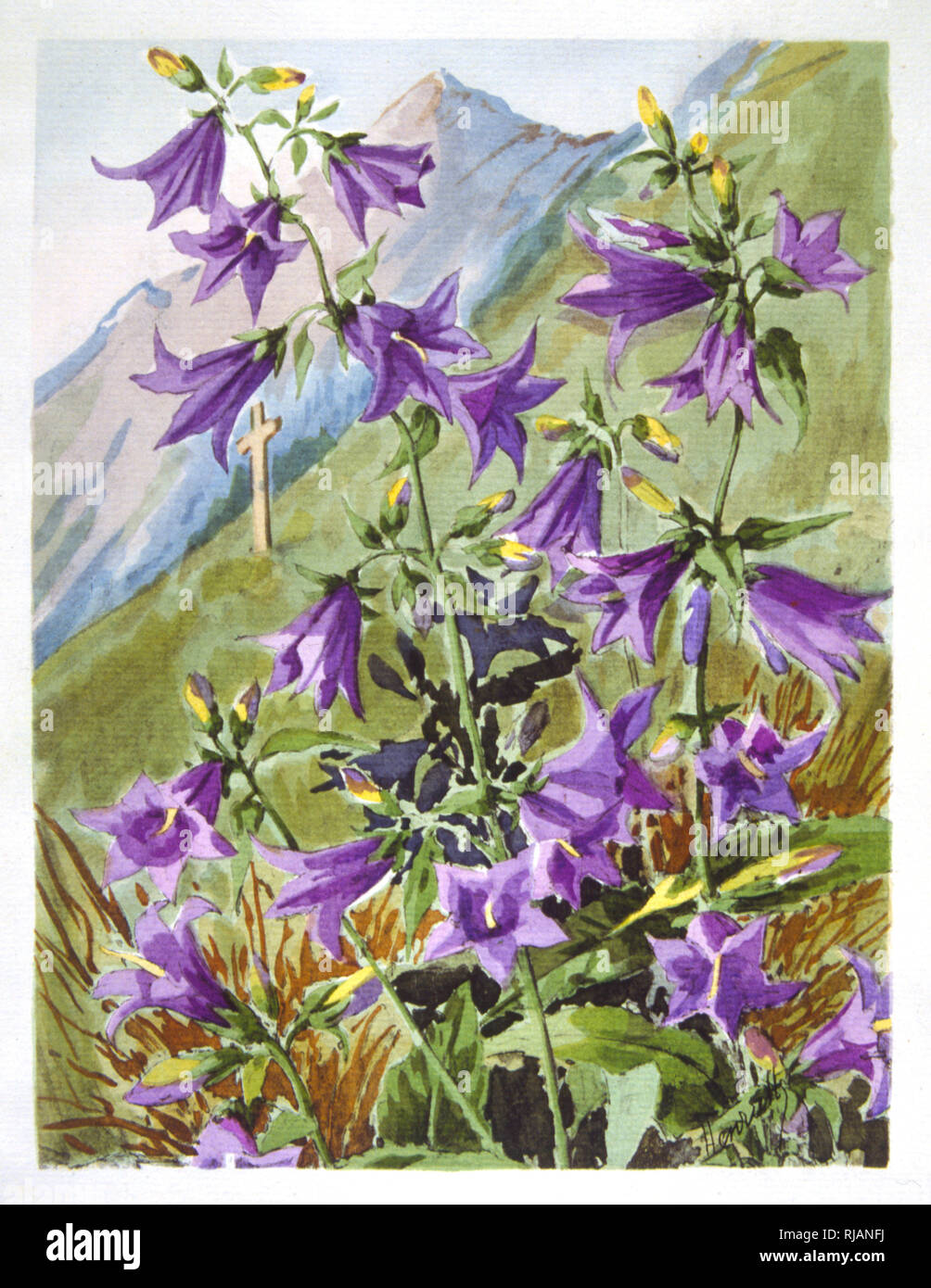 French illustration of Swiss alpine flowers. 1928 Stock Photo - Alamy