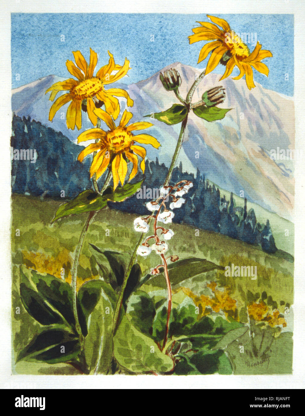 French illustration of Swiss alpine flowers. 1928 Stock Photo - Alamy