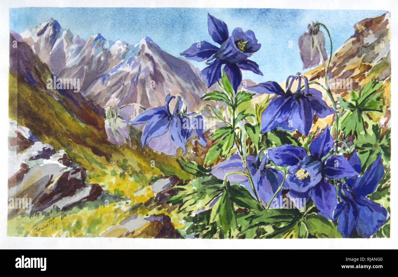 French illustration of Swiss alpine flowers. 1928 Stock Photo - Alamy
