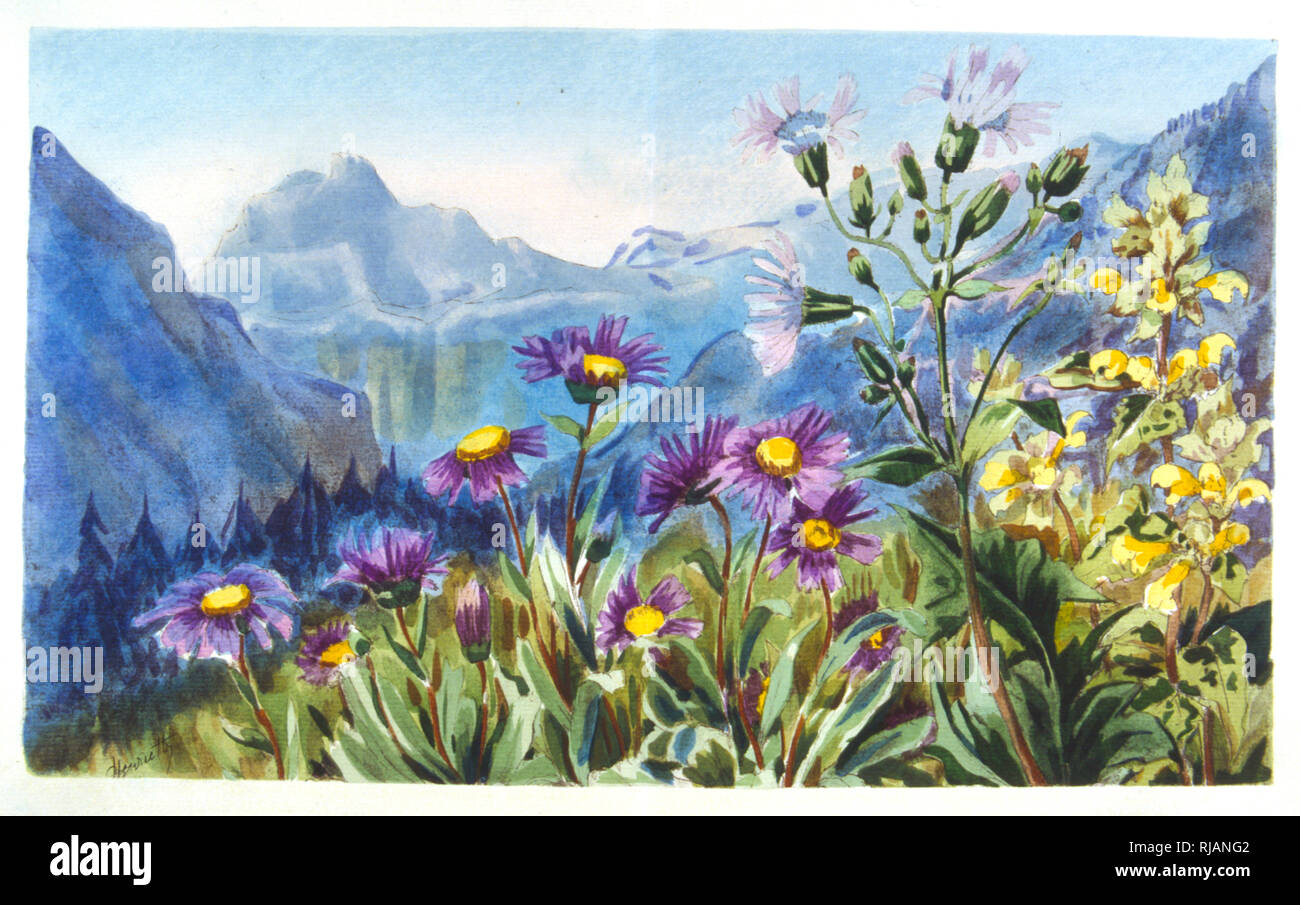 French illustration of Swiss alpine flowers. 1928 Stock Photo - Alamy