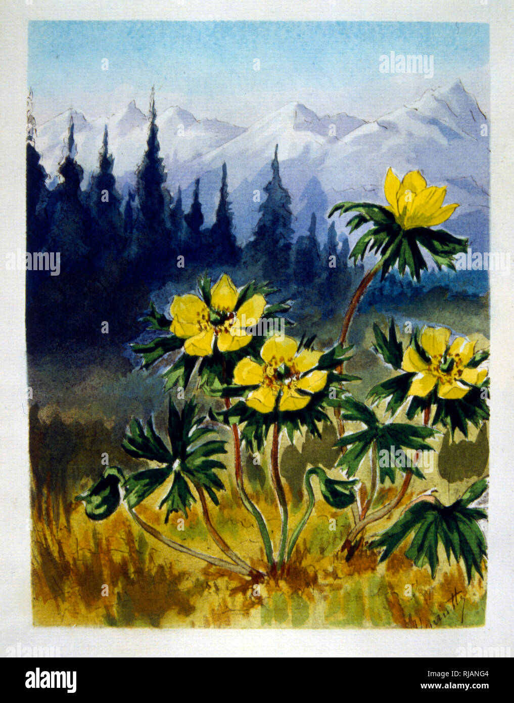 French illustration of Swiss alpine flowers. 1928 Stock Photo - Alamy