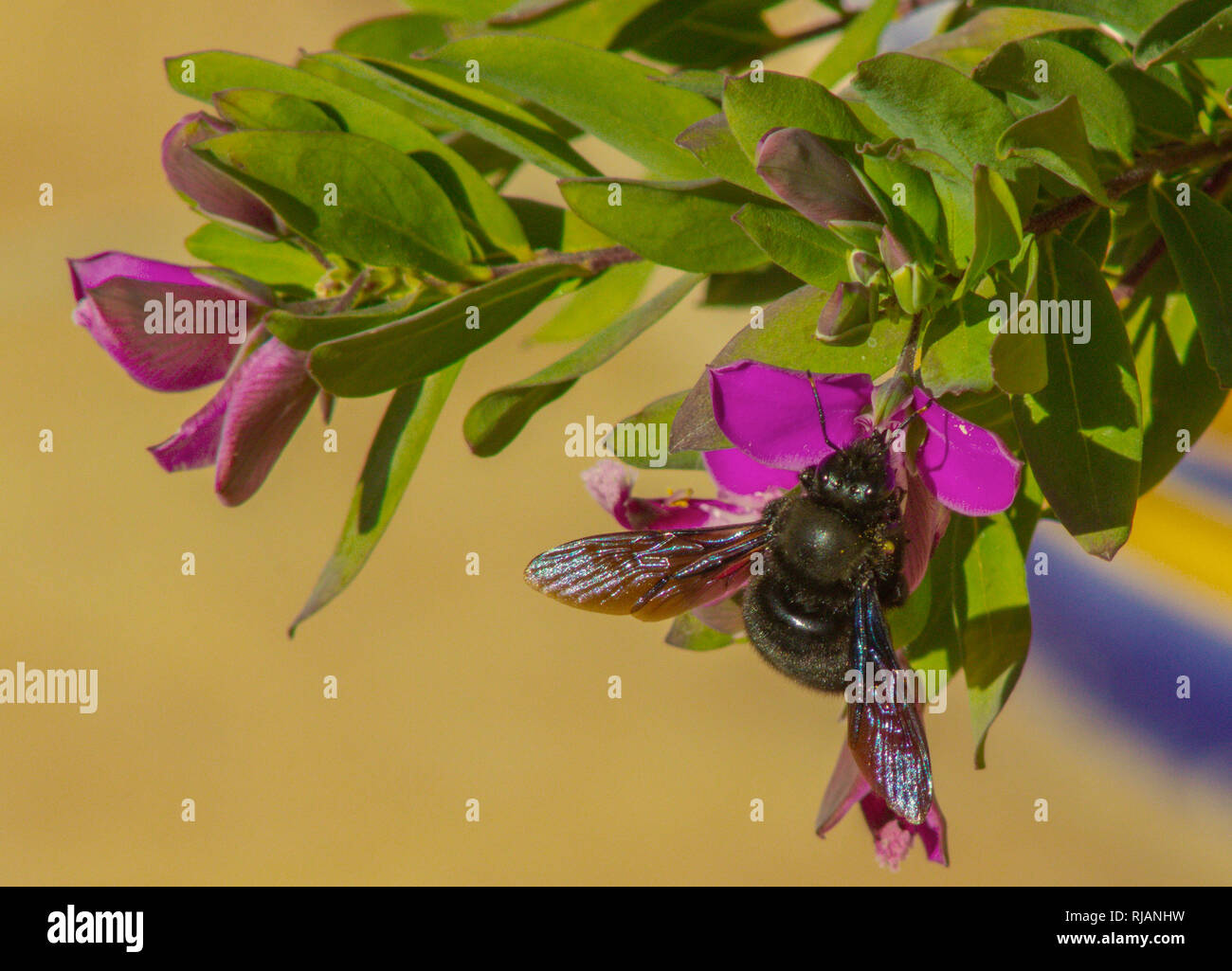 Xylocopa violacea, violet carpenter bee feeding Stock Photo - Alamy