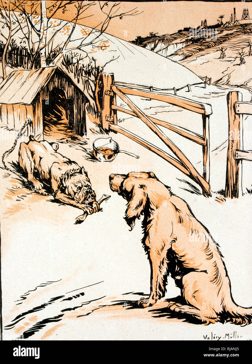 A free dog stares at a fierce chained dog by an open gate near fields ...