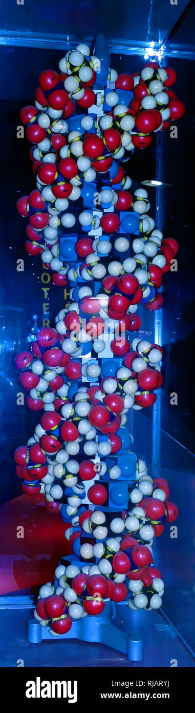 Model of the DNA Double Helix. 2017. In molecular biology, the term ...