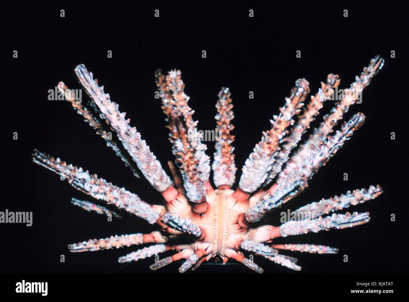 The Sea Urchin, Prionocidaris hawaiiensis, endemic to the Hawaiian ...