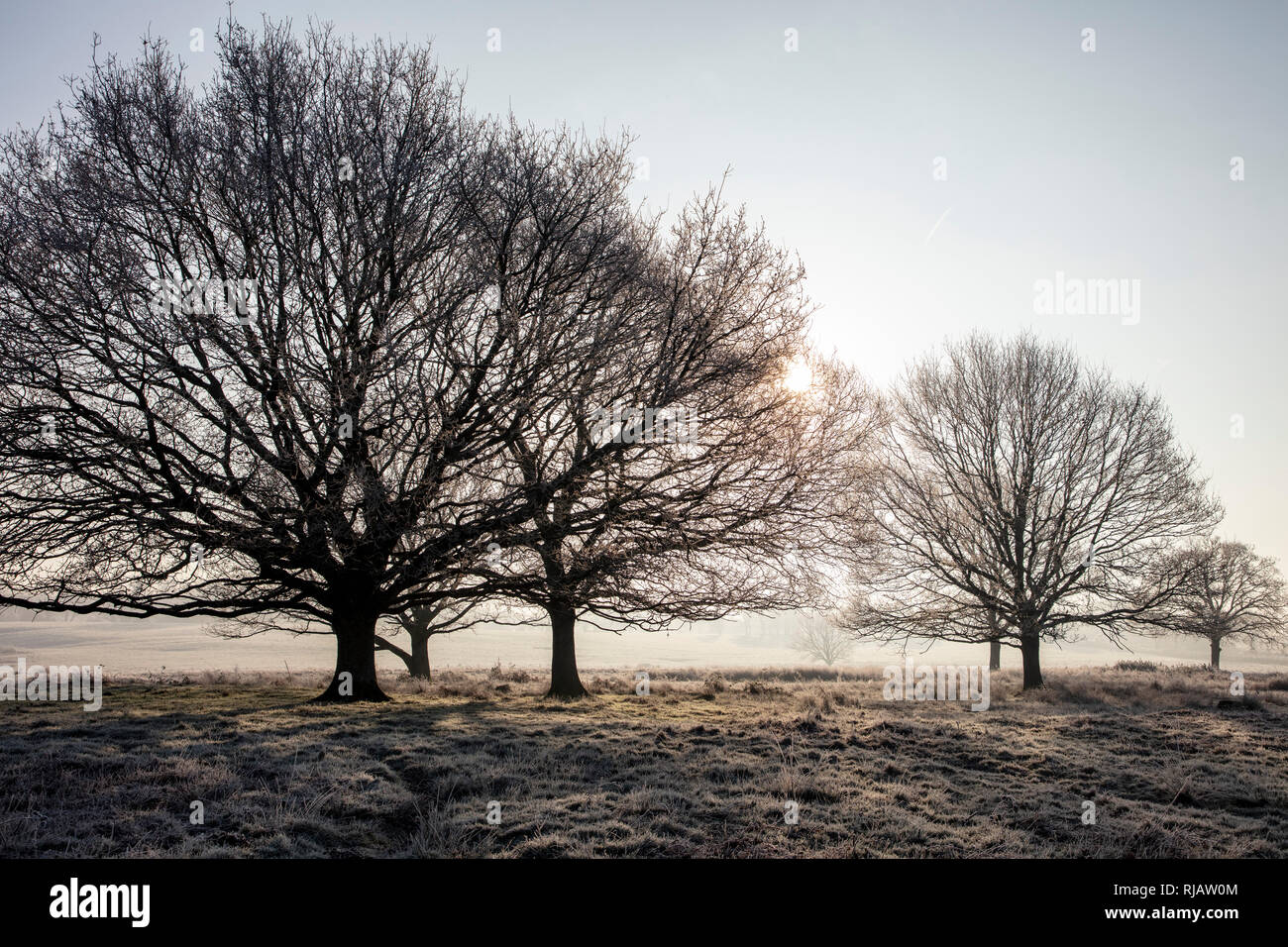 A Frosty January Morning on Ditchling Common Sussex with Sunlight ...