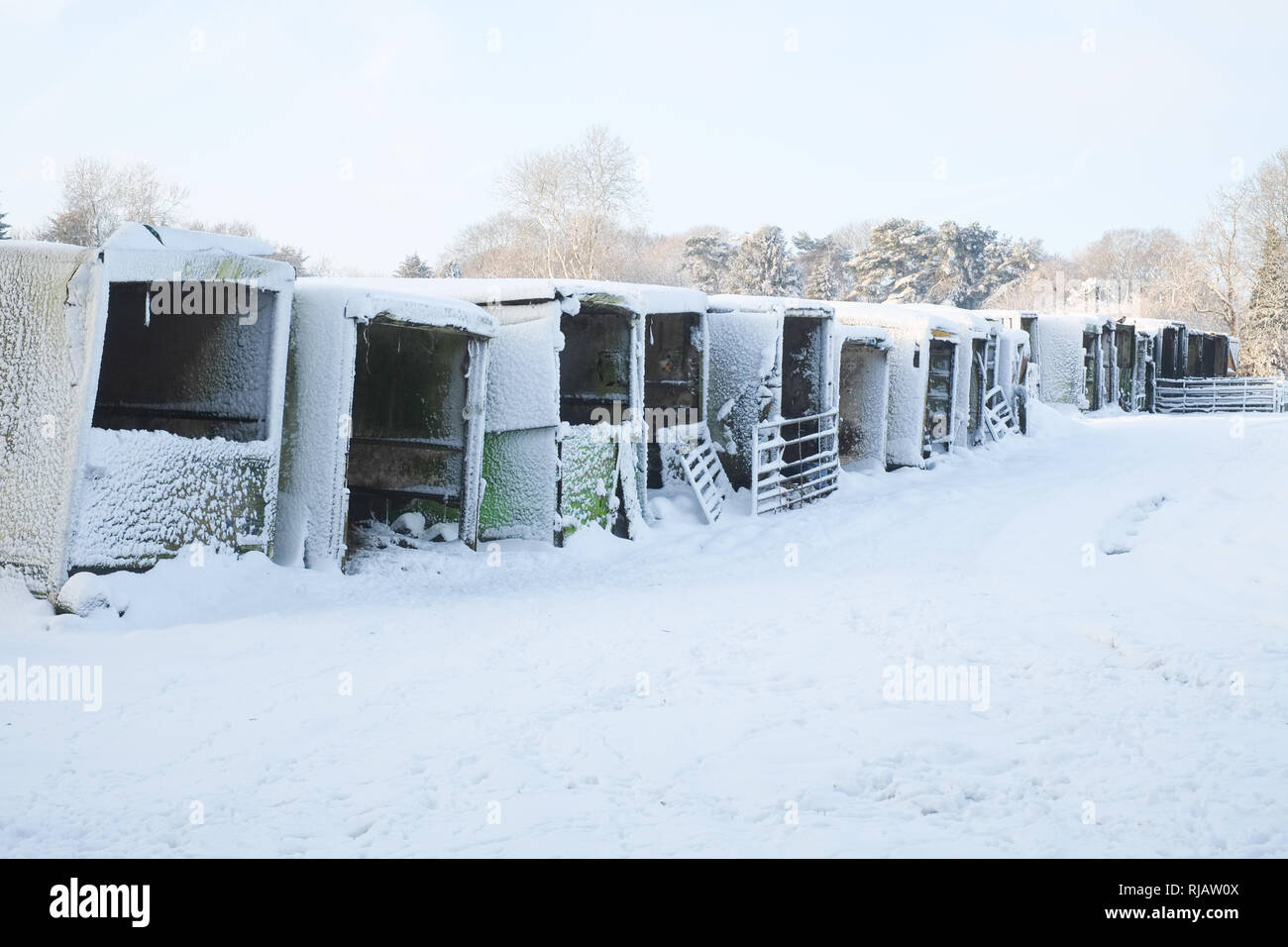 Pig Farm in the snow, Lymington Bottom Road, Medstead, Alton, United ...