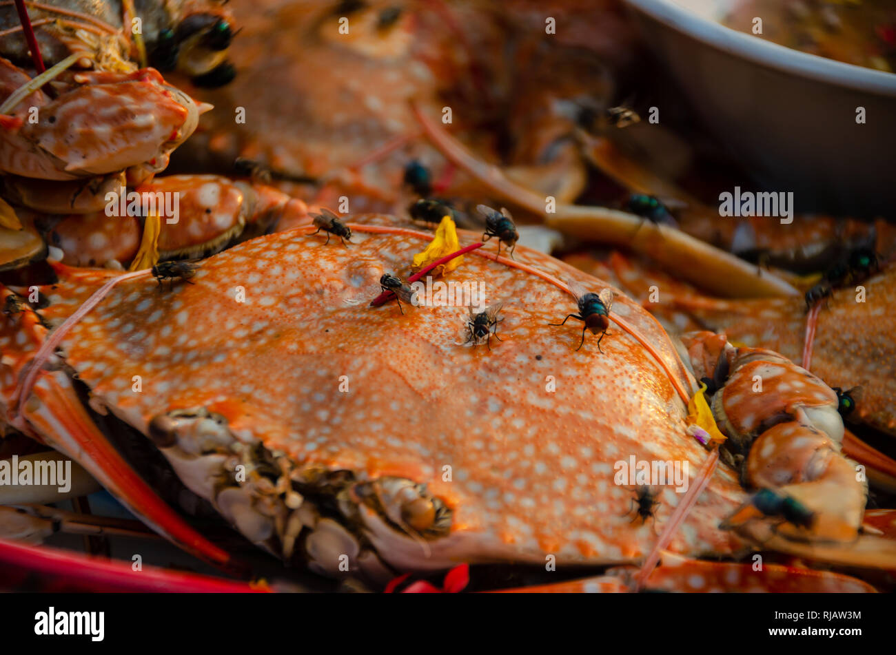 dirty fly on food carrier insect Stock Photo - Alamy