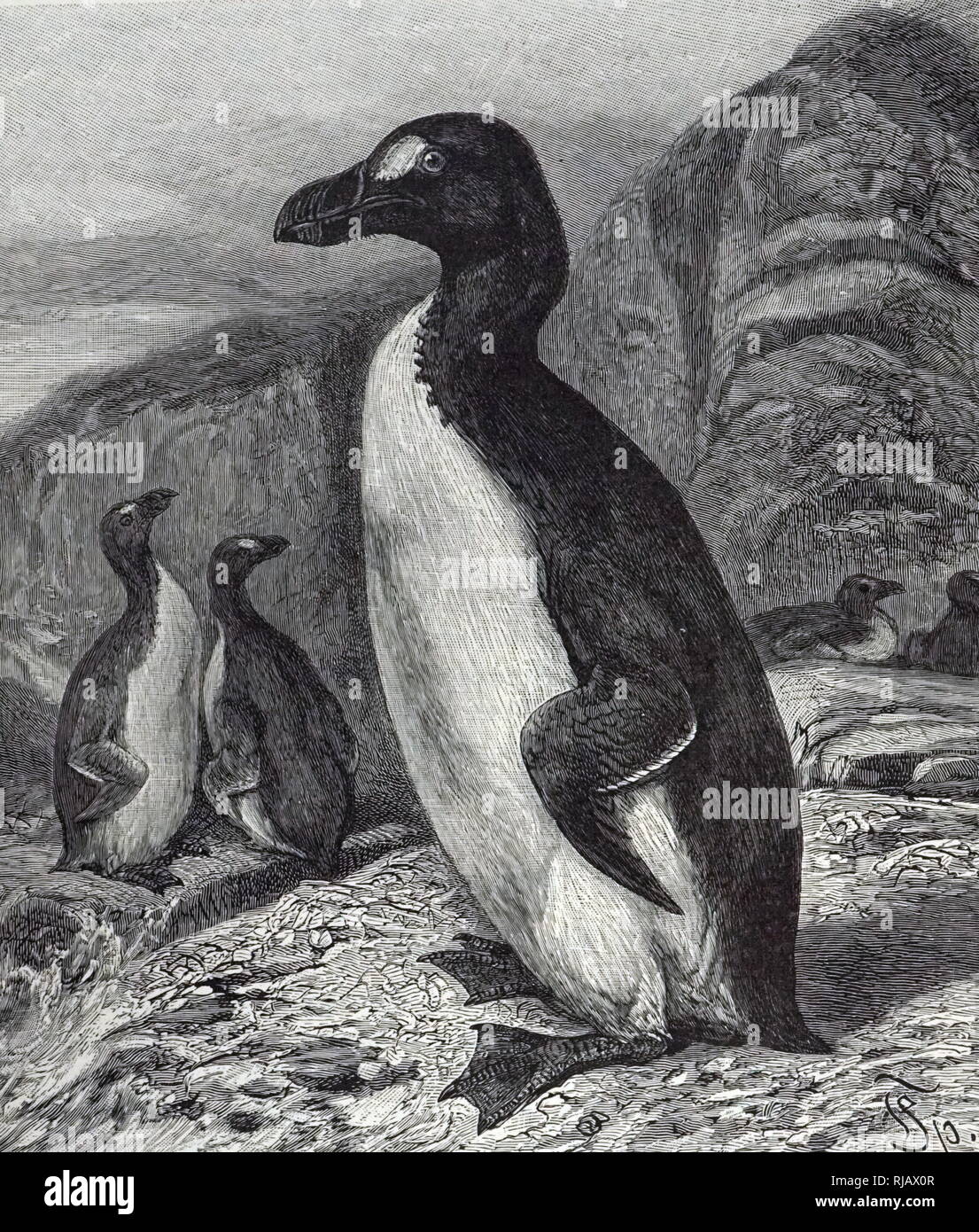 Great auk hi-res stock photography and images - Alamy
