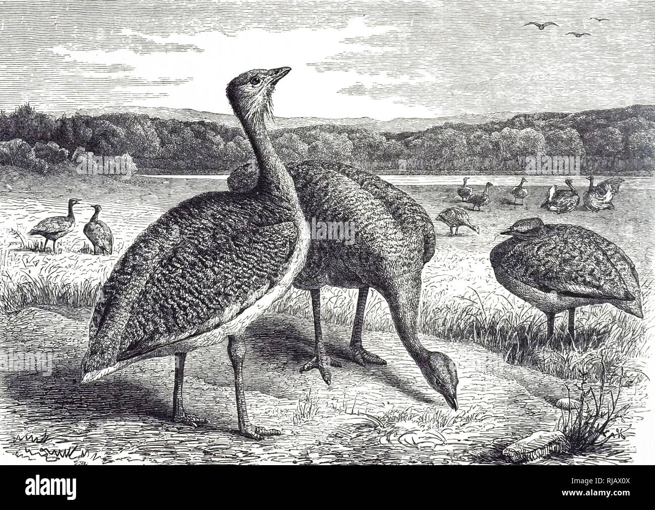 An engraving depicting a great bustard a bird in the bustard family ...