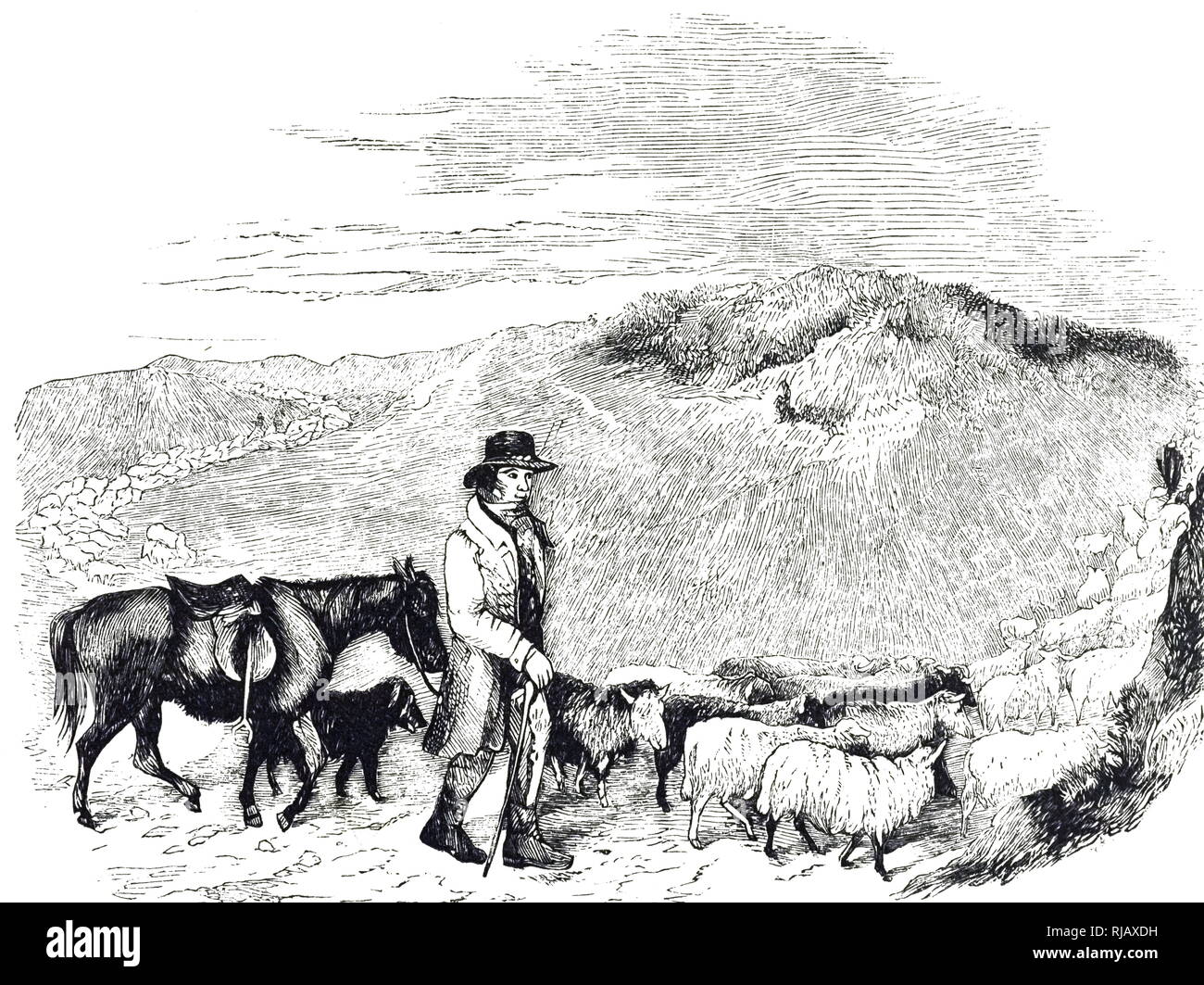 Droving Stock Photos & Droving Stock Images - Alamy