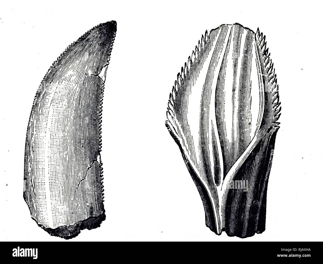 An engraving depicting a tooth from a Megalosaurus (left) and an ...