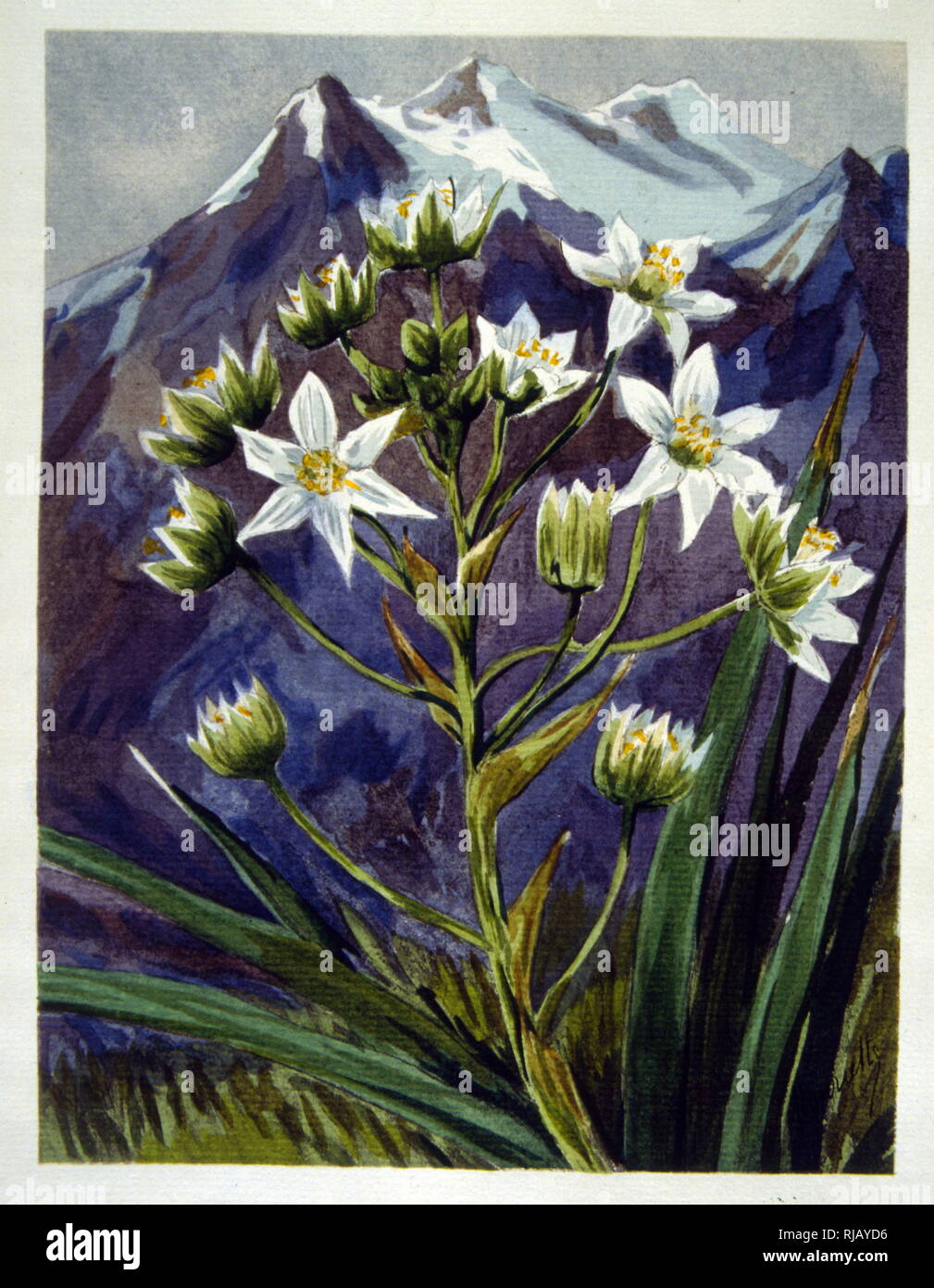 illustration of a white Alpine flower, 1928 Stock Photo - Alamy