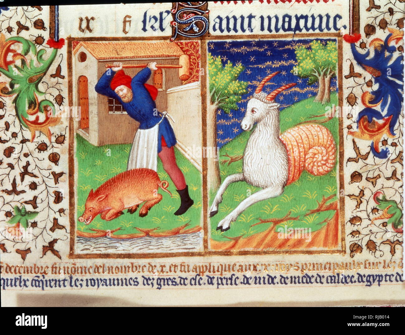 Pig medieval hi-res stock photography and images - Alamy
