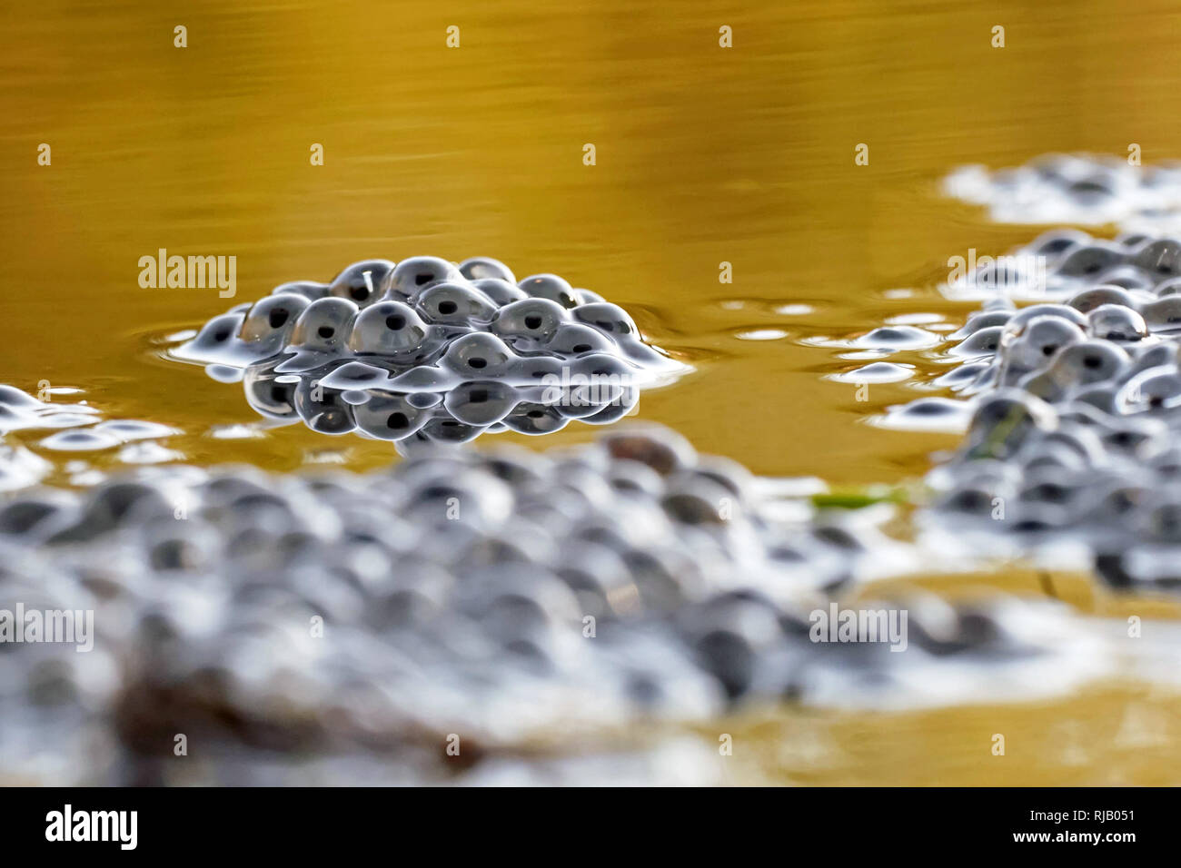Toad spawn in water hi-res stock photography and images - Alamy